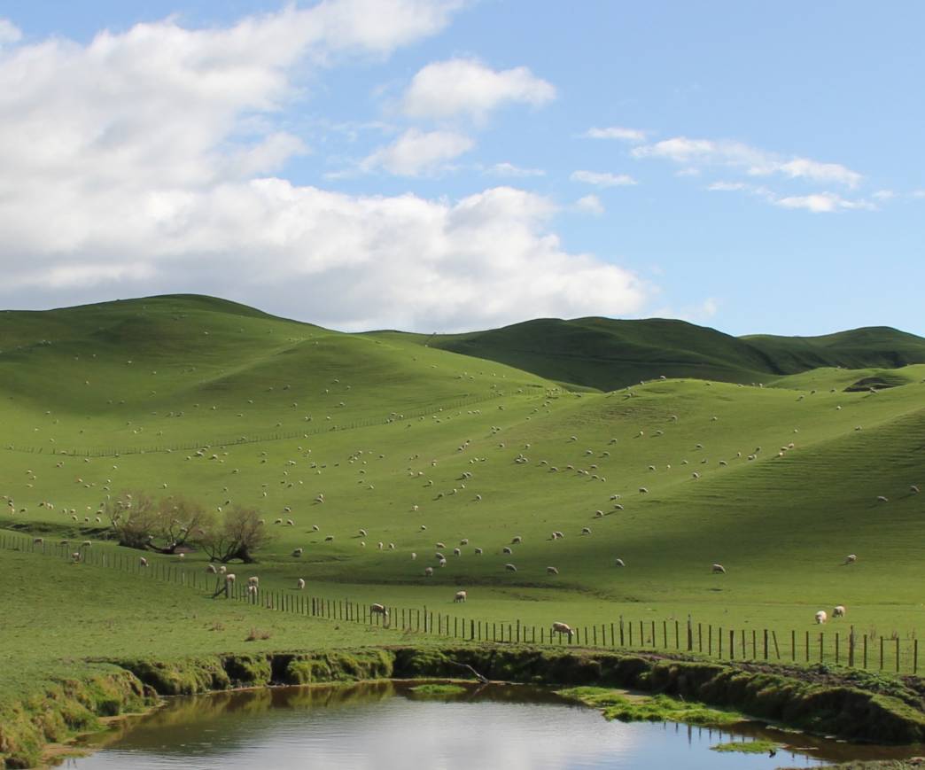 A practical guide to selling rural properties and lifestyle blocks in ...